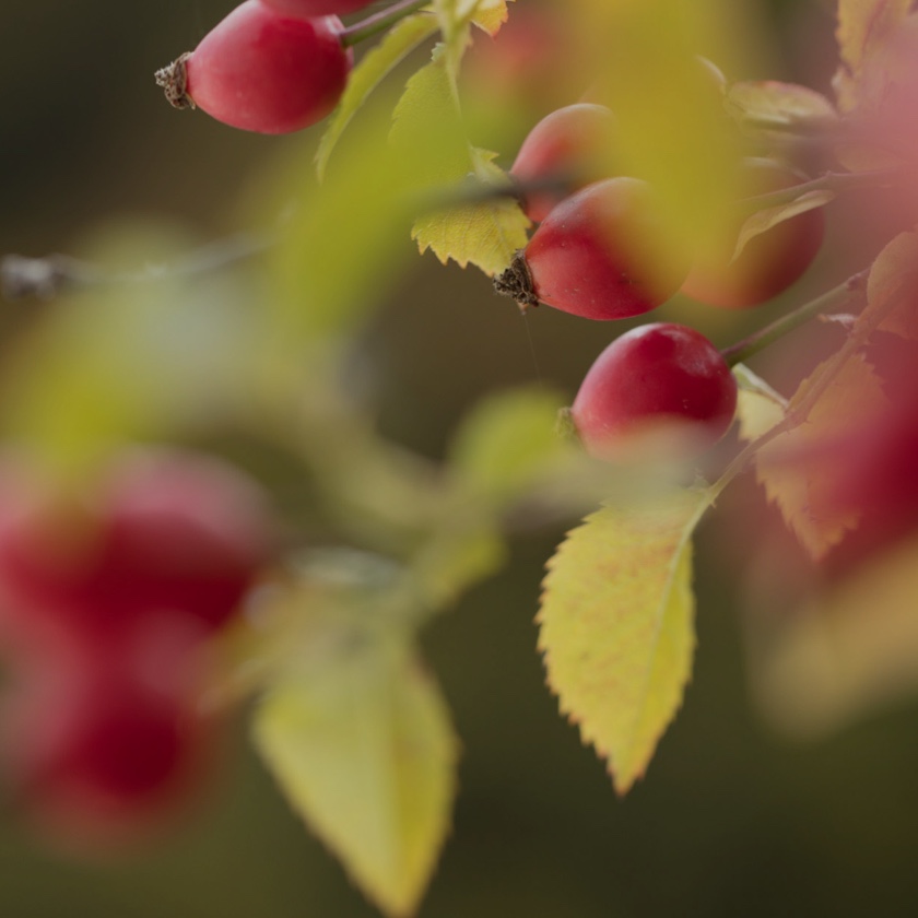 Groupe Clarins - Clarins Group